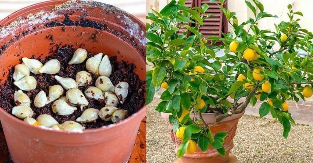 Simple Guide To Planting Your Own Lemon Tree From Scratch