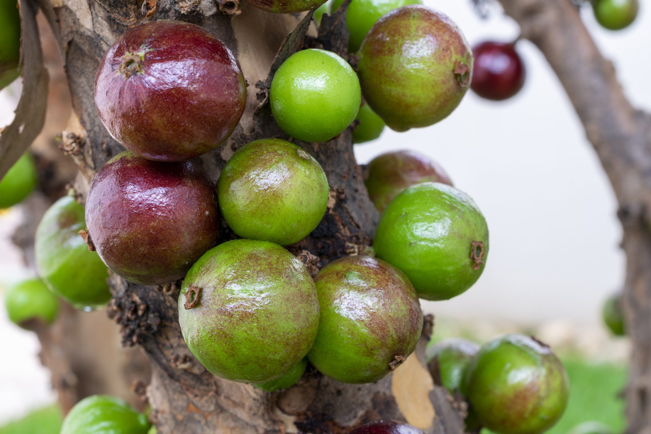 6 Important Things Everyone Should Know About Jabuticaba Berries