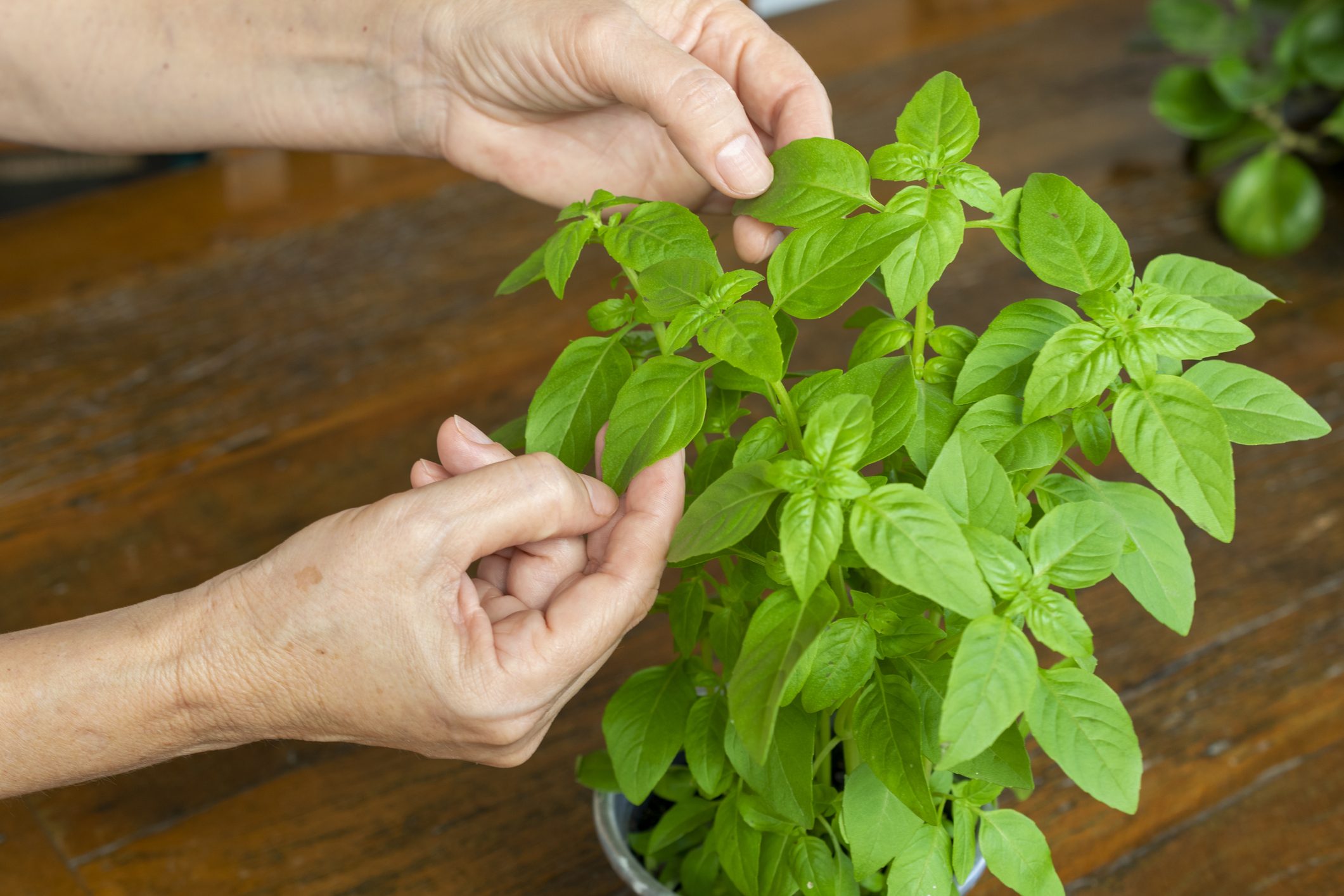 Everything You Need To Know Before Cooking With Basil