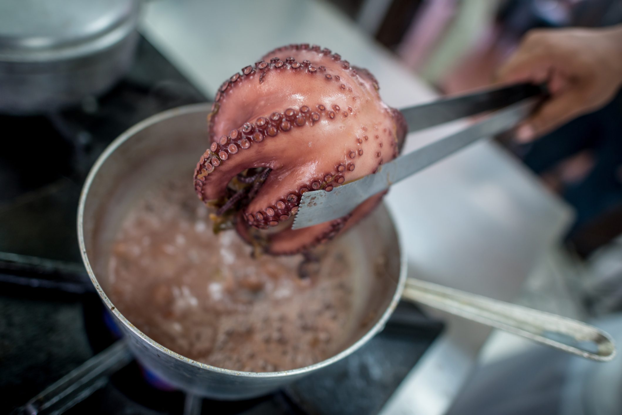 Everything You Need to Know Before Cooking Octopus