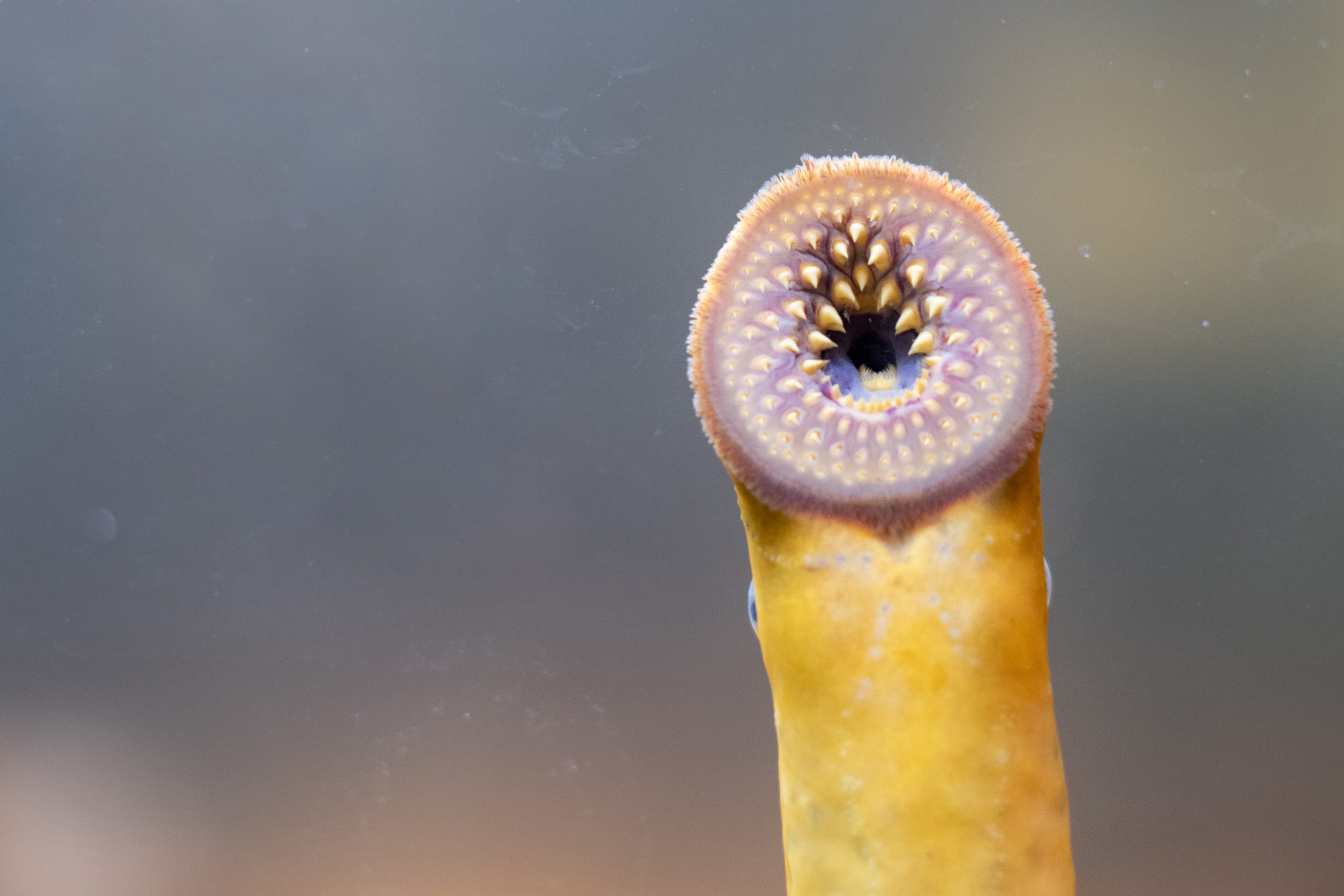 How To Consume Sea Lampreys, The World's Most Hideous Fish