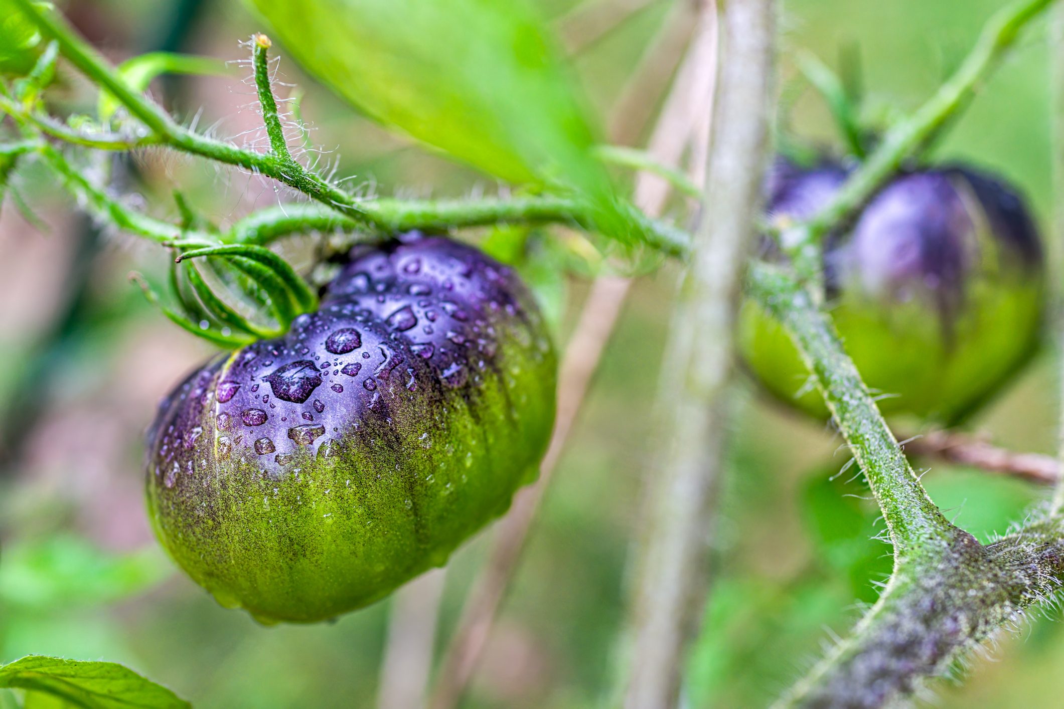 Blue Tomatoes: Perks, Properties, And Varieties Of The Special Breed