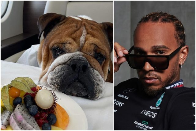 Lewis Hamilton rischia grosso: ha costretto il suo cane a diventare vegano