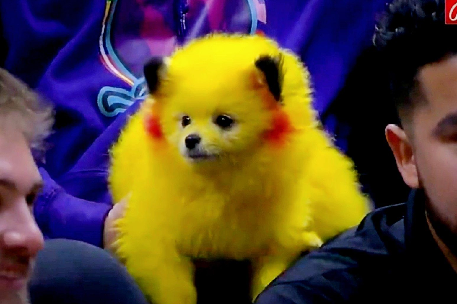 Tifoso va alla partita con un cane truccato da Pikachu: lo inquadrano ...