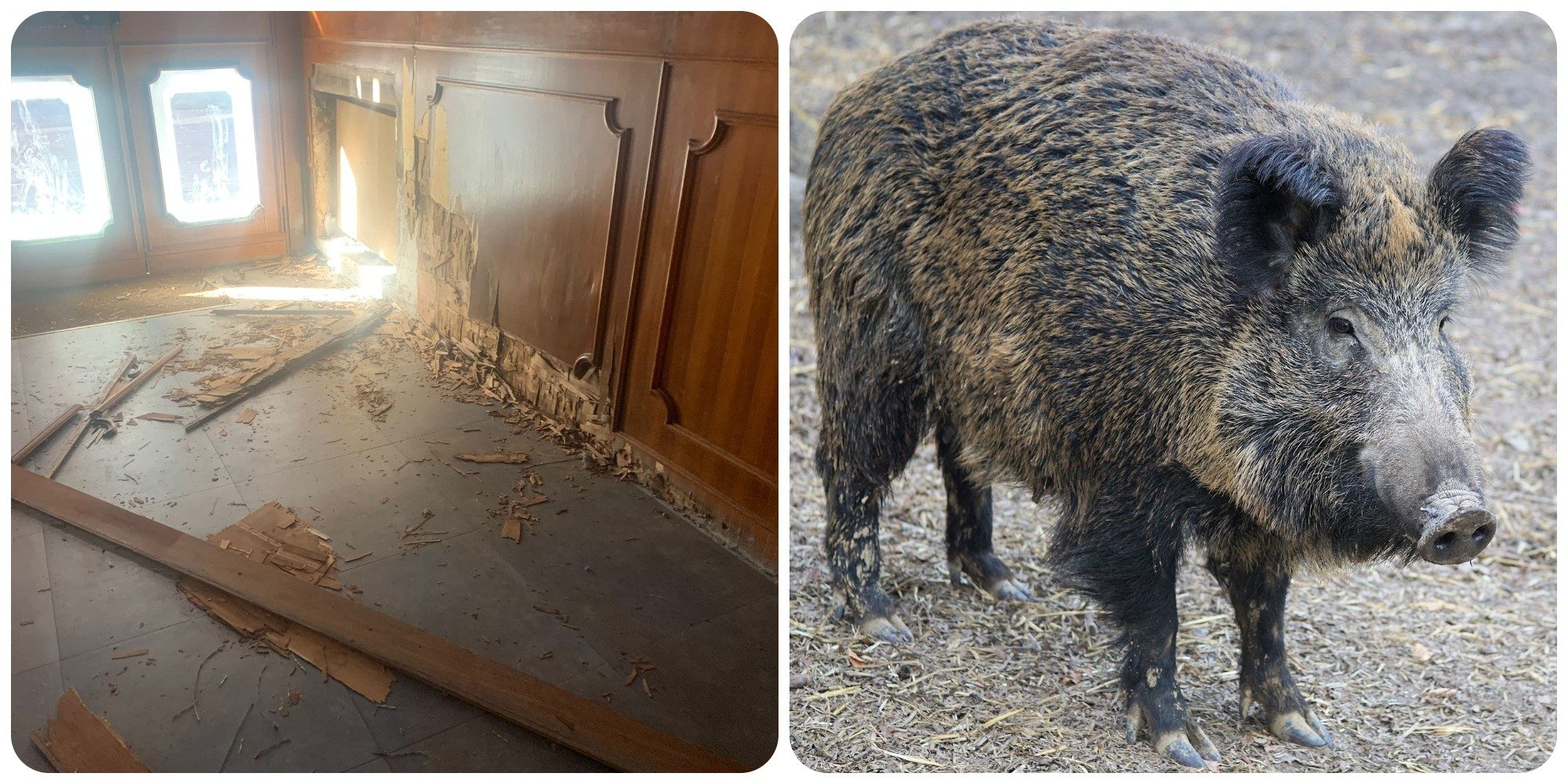 Roma, cinghiale entra in un palazzo: spaventato perché non trova l ...