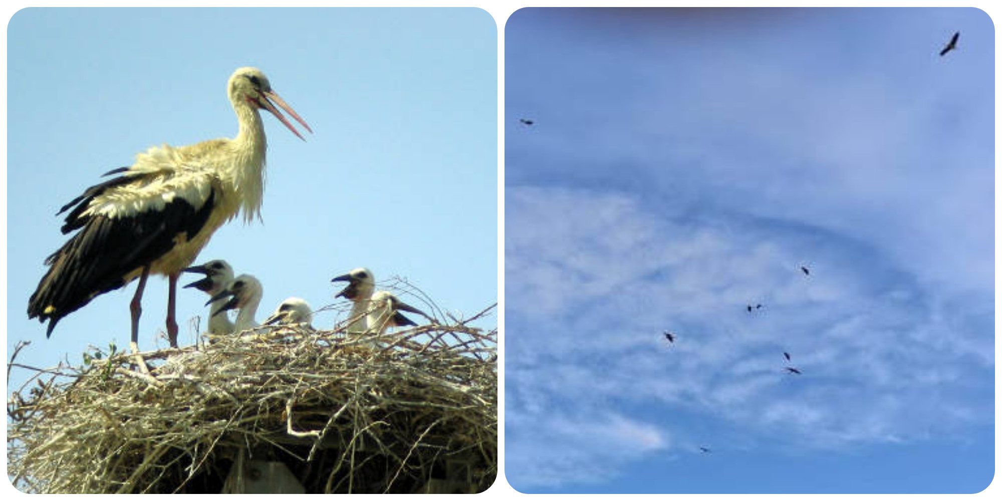 Cinquanta cicogne bianche volano sul Gra: lo spettacolo dello stormo a Roma