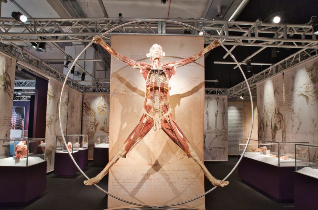 Real Bodies a Roma: date, orari e biglietti per la mostra dei cadaveri
