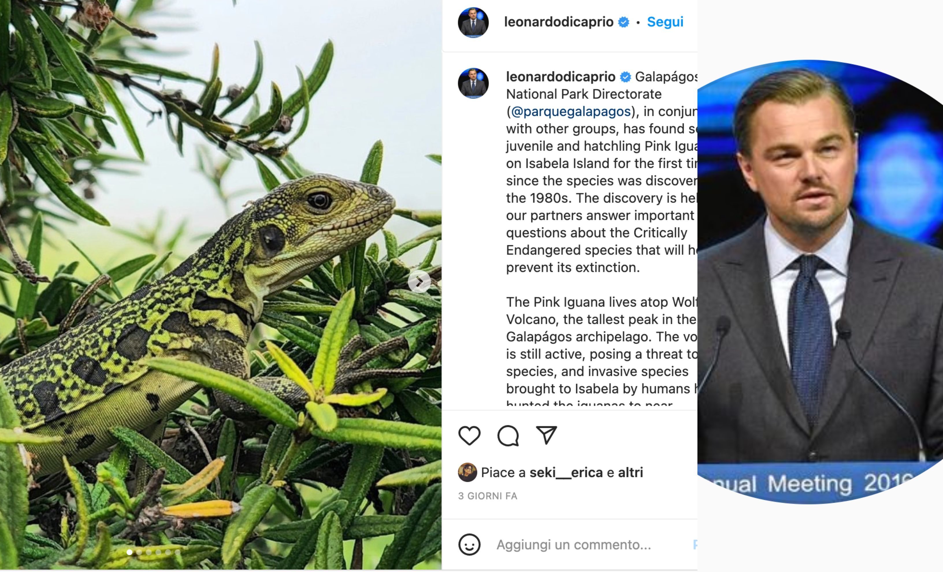 Leonardo DiCaprio 'fan' delle inguane rosa, nuova specie scoperta dai ...