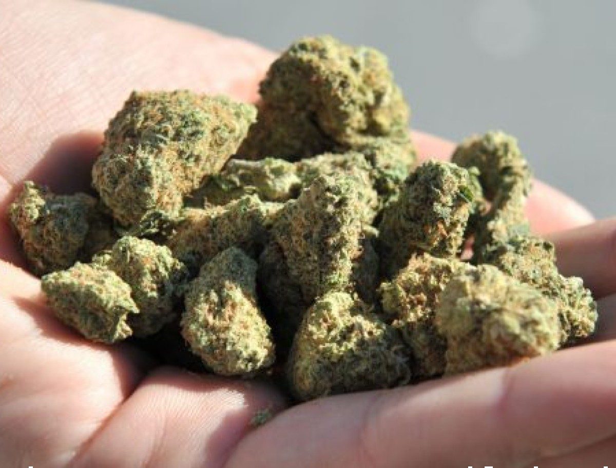 Mangia troppi biscotti alla marijuana e si sente male: arrestato il ...