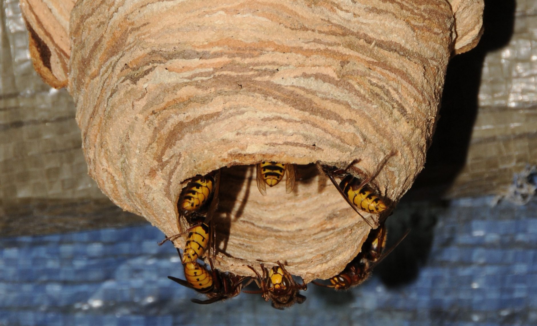 Sciame di calabroni attacca podisti durante una gara: uno rischia lo ...