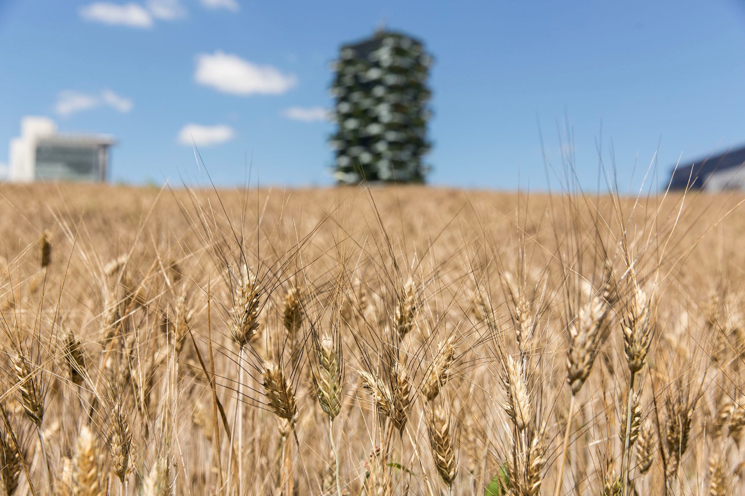 Milano, giovedì 9 luglio tutti a raccogliere il grano a Porta Nuova