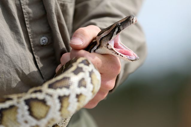 Expo, dopo la carne di coccodrillo e zebra lo Zimbabwe lancia il panino ...