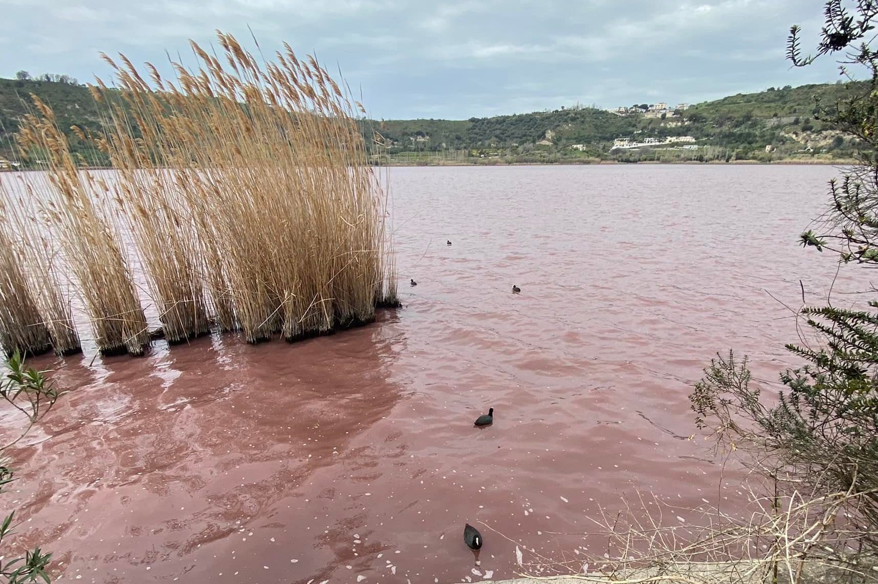 L'acqua del Lago d'Averno si colora di rosa, le analisi Arpac svelano ...