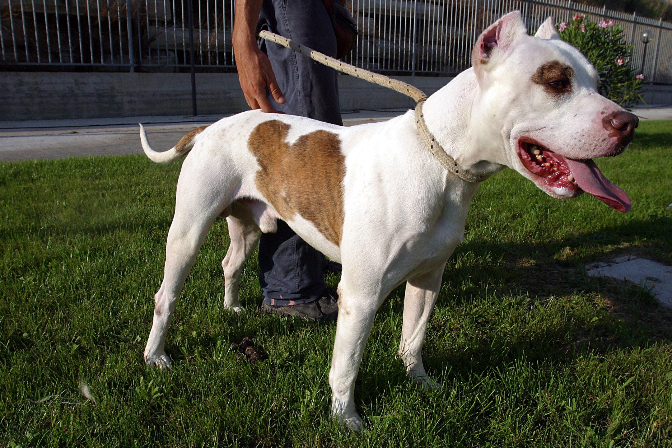 Pitbull azzanna e uccide cagnolino in piazza Medaglie d'Oro al Vomero