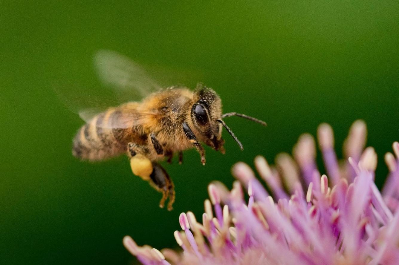 Perché la puntura di un'ape può essere mortale