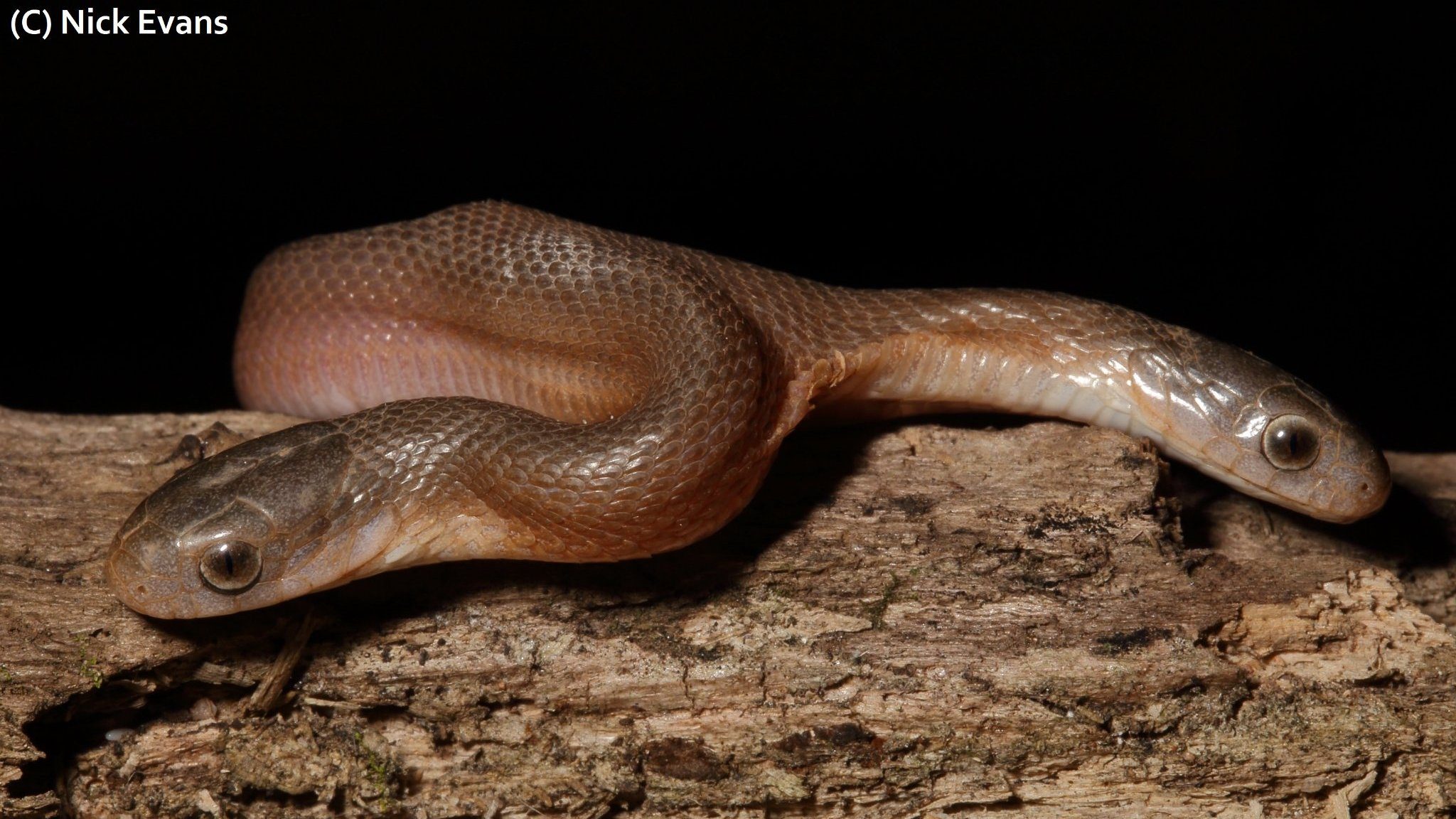 Raro serpente con due teste avvistato in Sud Africa: il mangiatore di ...