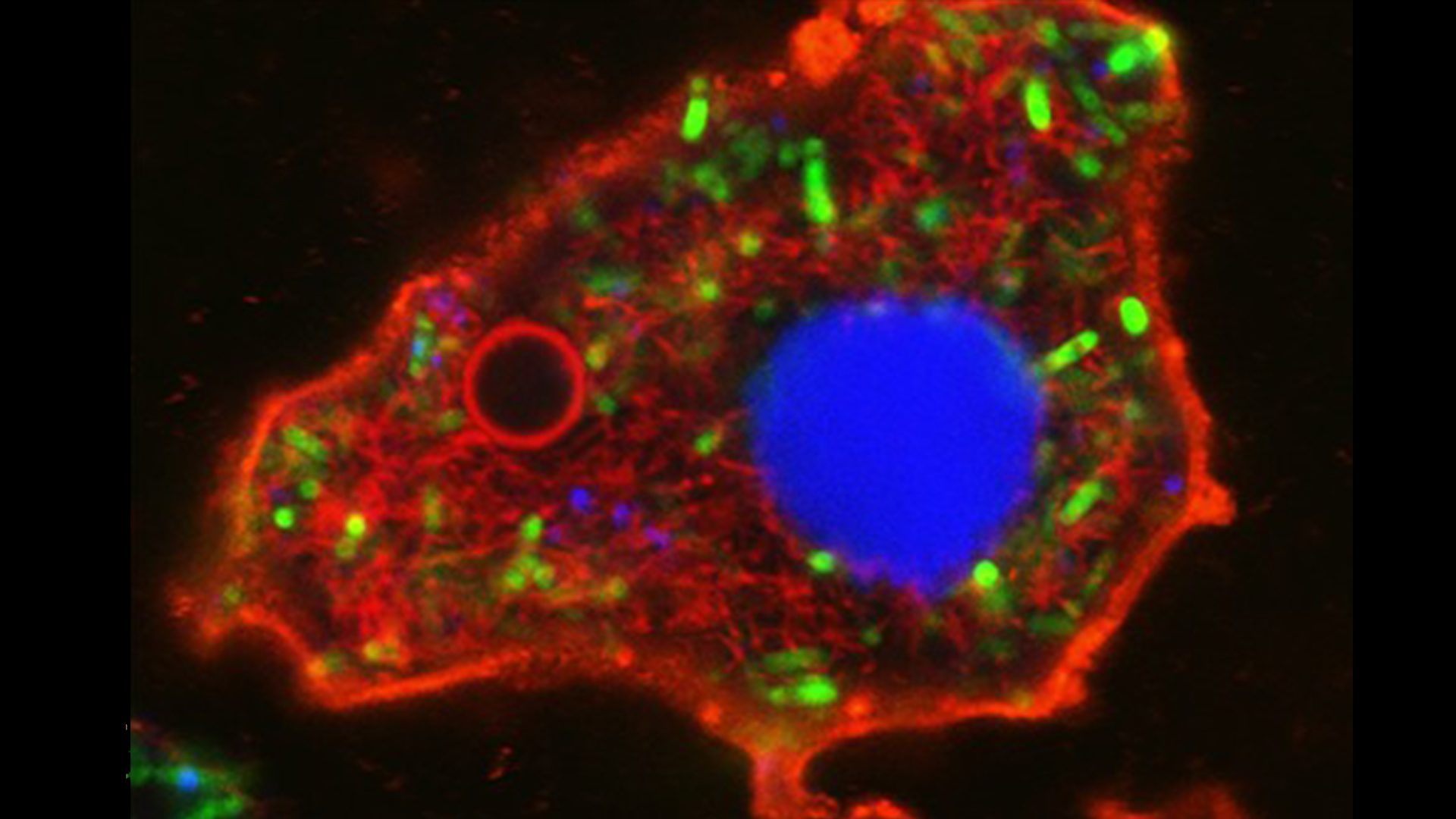 Create cellule sintetiche viventi a partire da batteri: producono energia, RNA e proteine