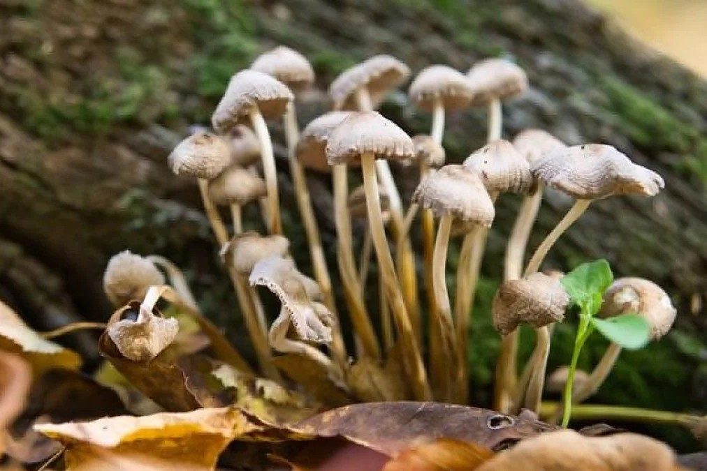 Il farmaco a base di funghetti allucinogeni può curare la depressione ...