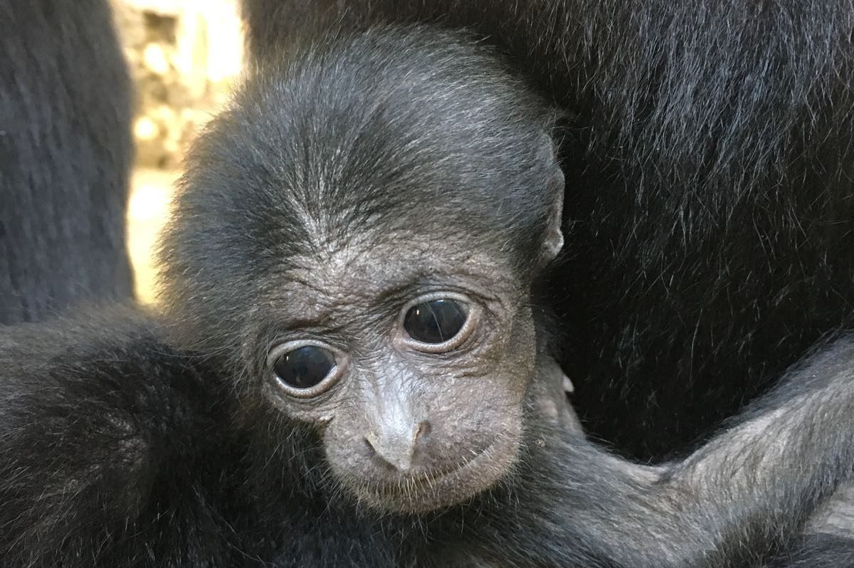 Allo zoo di Napoli è nato un raro cucciolo di scimmia Siamago