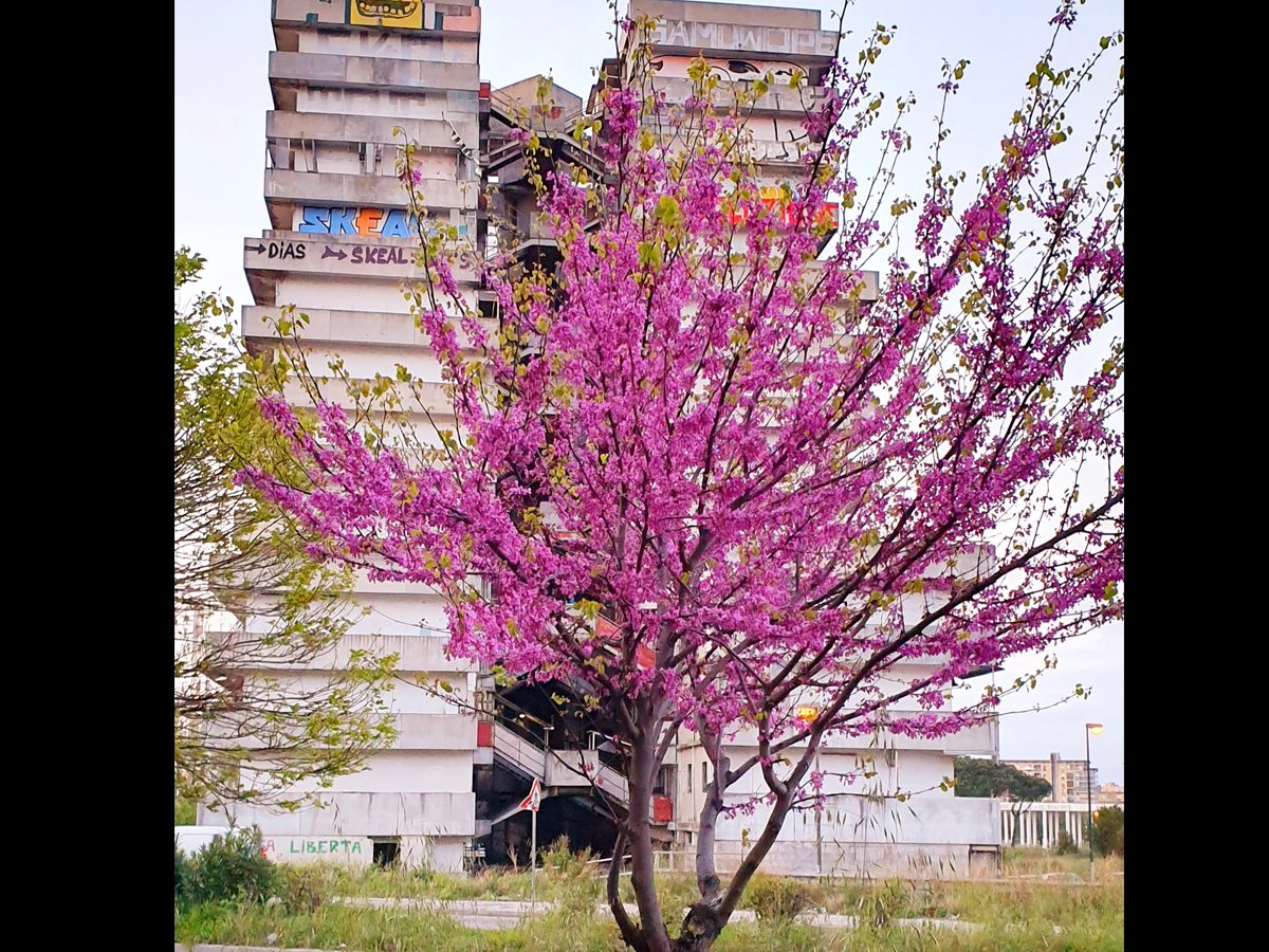 La primavera fiorisce a Scampia: le Vele come non le hai mai viste chi ...