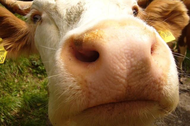 Le vocalizzazioni delle mucche hanno un significato che è stato tradotto