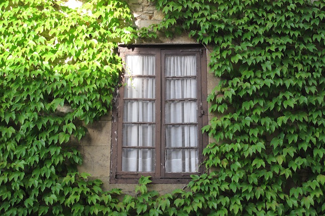5 piante da balcone che resistono al gelo dell'inverno