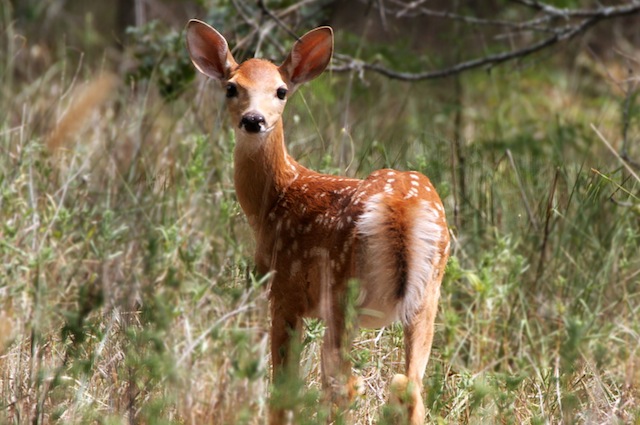 Da erbivori a carnivori, i cervi dalla coda bianca si nutrono di ...