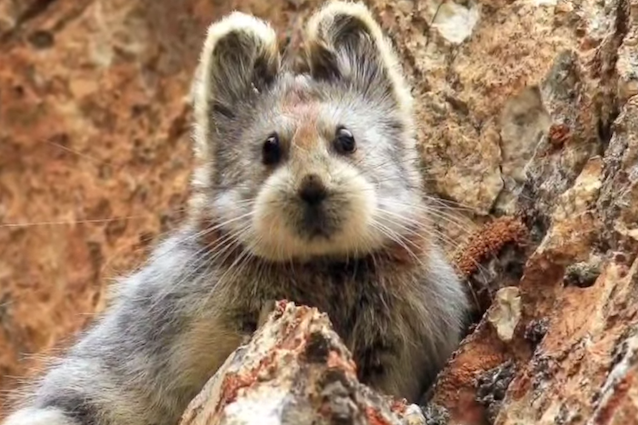 Dopo 20 anni, torna il Pika di Ili, il tenero mammifero cinese