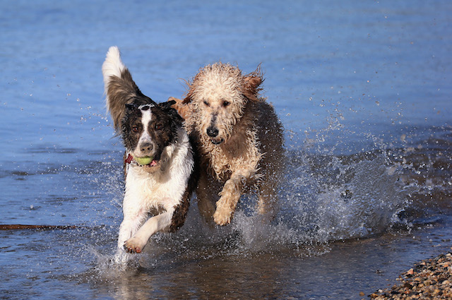 5 motivi per festeggiare la Giornata mondiale del cane