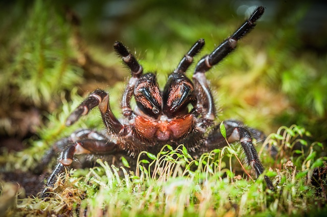 Scoperto un nuovo ragno velenoso dalla testa rossa