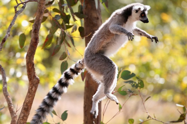 L'Italia salva i lemuri della foresta di Maromizaha in Madagascar