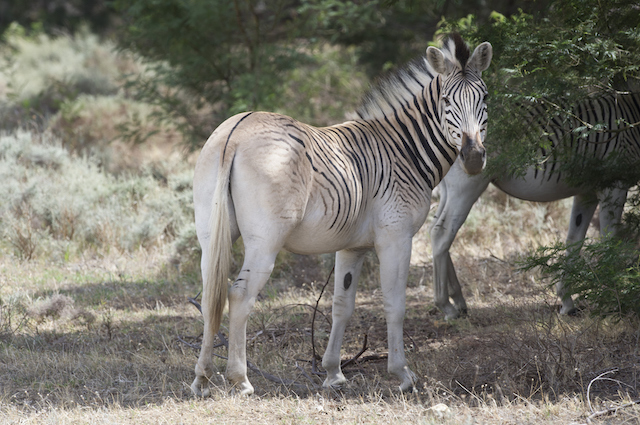 Rau Quagga, torna in Sudafrica il cugino estinto della zebra