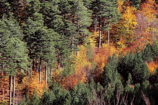 Anche le foreste europee sono responsabili dell'inquinamento