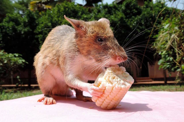 Ecco cosa succede se facciamo il solletico ai ratti