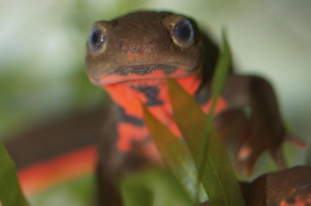 Svelato il segreto dei tritoni: ecco come rigenerano i tessuti