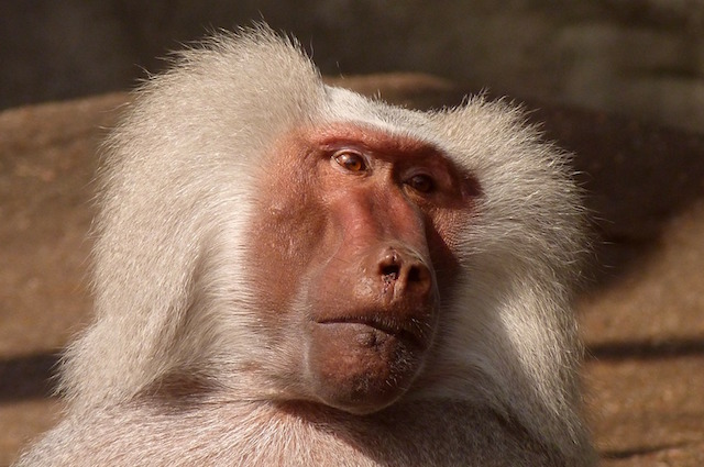 Il babbuino che ha vissuto quasi tre anni con il cuore di un maiale