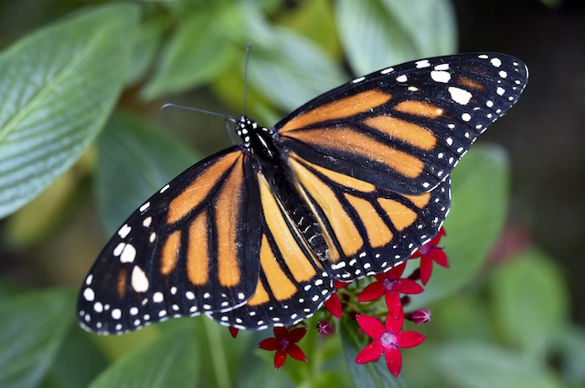 Il ciclo di vita della farfalla: l'affascinante trasformazione