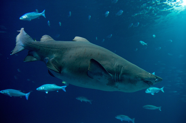 Proprio come noi, anche gli squali hanno diverse personalità