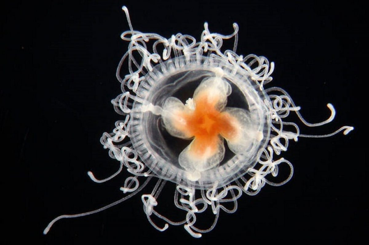 Si chiama Turritopsis nutricula ed è immortale: come fa la medusa a ...