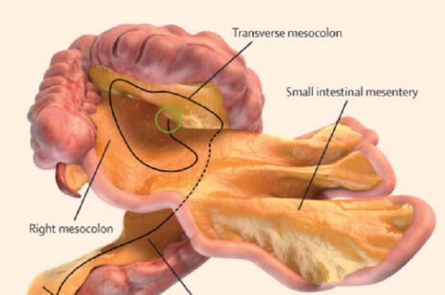 Abbiamo un 'nuovo' organo: cos'è il mesentere e a cosa serve