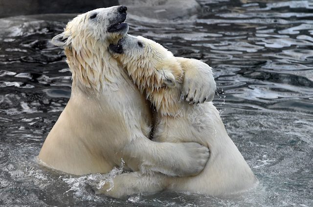 Giornata internazionale dell'orso polare: così possiamo salvarlo