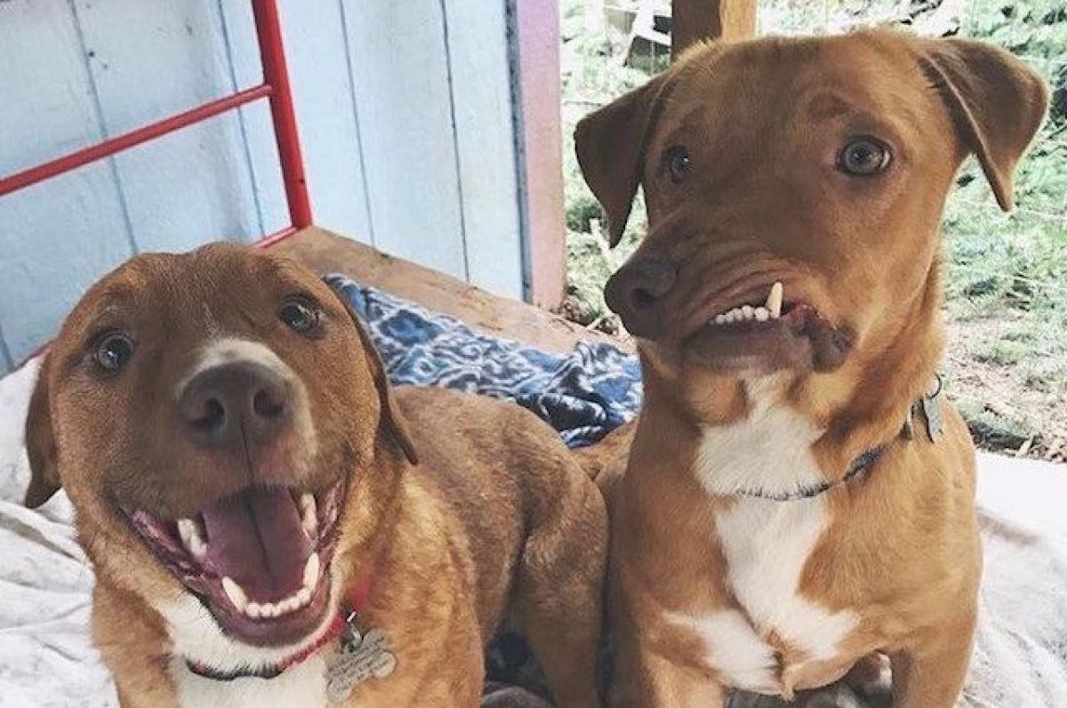 Picasso il cane 'storto' e il fratello Pablo, salvati dalla morte ...