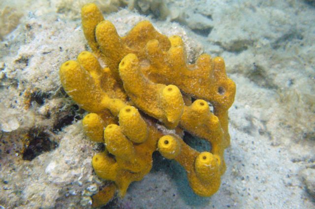 Gli scienziati si sono sbagliati: non sono le spugne gli animali più ...