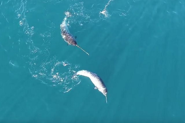 Il narvalo utilizza la sua unica zanna per cacciare le prede in mare