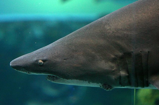 Gli squali vivono il doppio del previsto: ecco come è stato scoperto