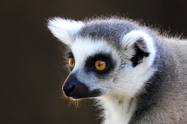 I lemuri sono diventati strani perché soffrivano la fame