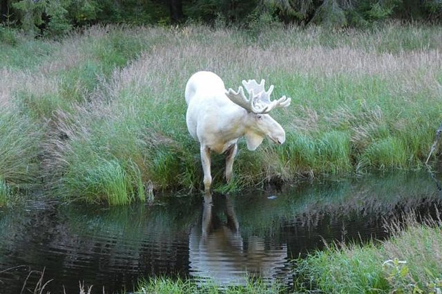 Alce bianco condannato a morte, ma gli svedesi lo salvano: le immagini