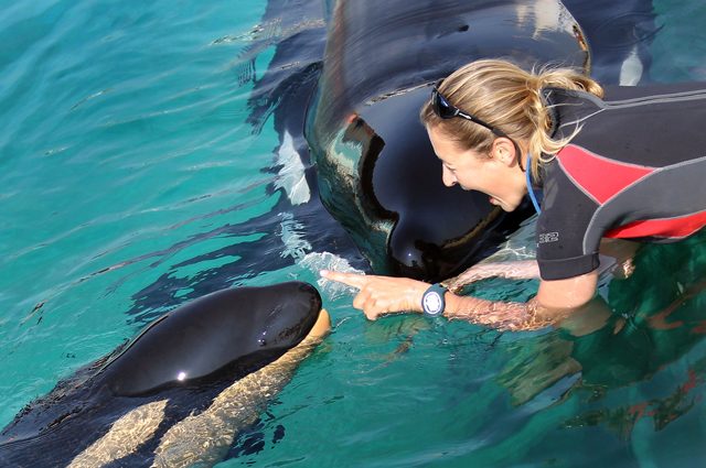 L'orca Wikie ha imparato a parlare come un essere umano: l'audio