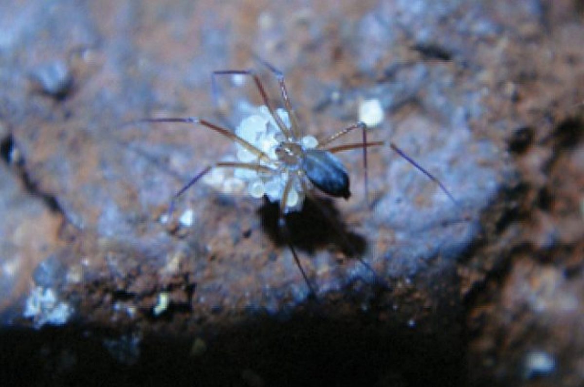 Le 7 nuove specie di ragno con i nomi più 'nerd' del Regno Animale