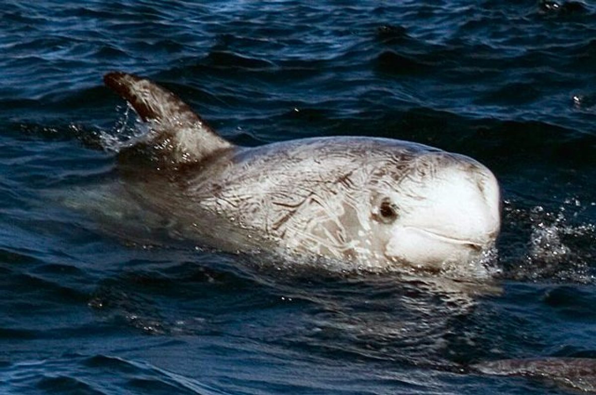 I delfini hanno una tecnica di caccia 'umana' per trovare le prede